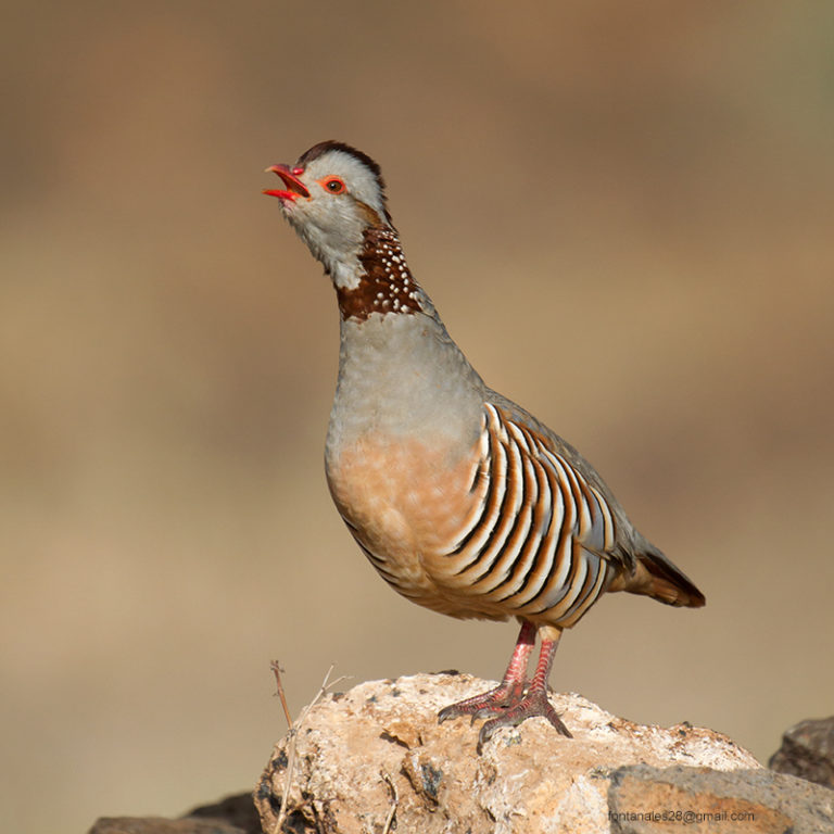 Moruna – Aves dos Açores