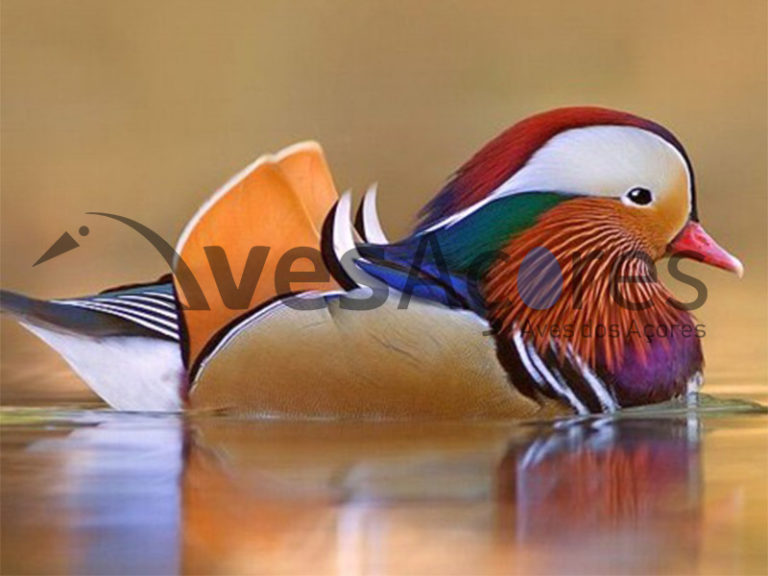 Mandarim – Aves dos Açores